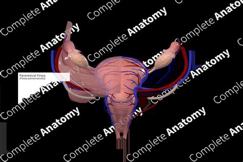 Paravesical Fossa Complete Anatomy