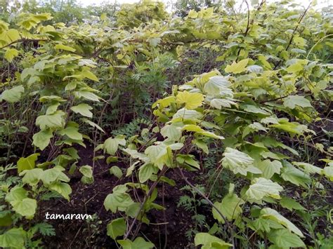 Всё о бегониях и не только...: Диоскорея ниппонская (Dioscorea ...