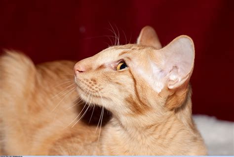 Javanese Cats 10 Fascinating Facts For People Who Love This Breed