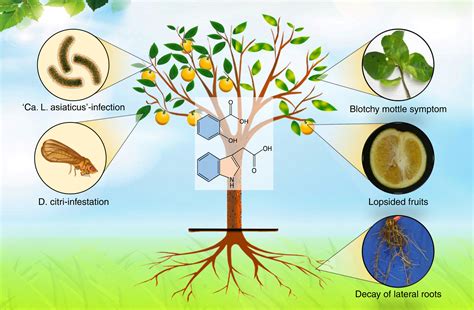 Revisiting The Complex Pathosystem Of Huanglongbing Deciphering The