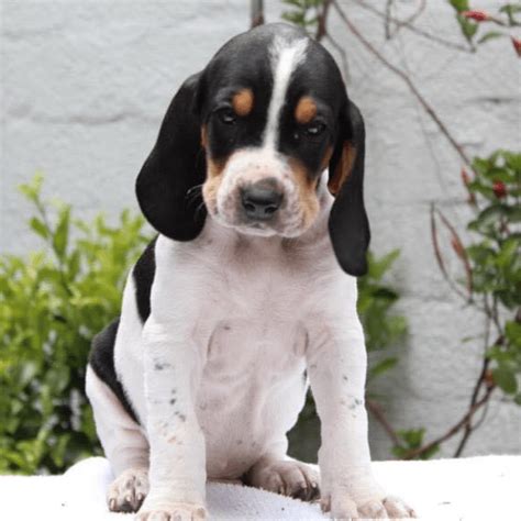 Perro Sabueso