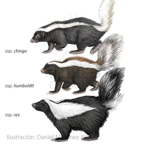 Chingue Museo Ediciones Biblioteca Gráfica De La Fauna Chilena