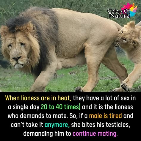 Amantai Merkit Facebook