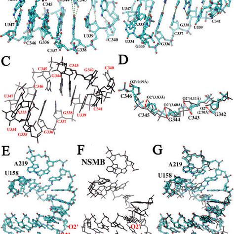 Figure S4 A Form Rna Duplexes A B Two Orthogonal Views Of Our Download Scientific Diagram