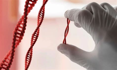 How Do Genetics Influence Cholesterol Levels Fitpaa