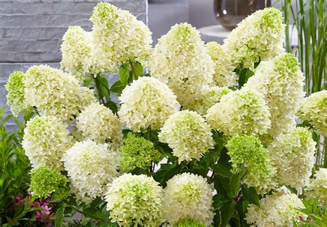 Growing Panicle Hydrangeas Tips Tricks And Care Essentials