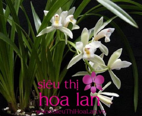 địa Lan Bạch Ngọc Loài Hoa đẹp Bạn Cần Sở Hữu Ngay Trong Hôm Nay