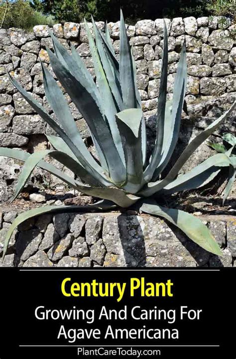 Century Plant Care Growing The Agave Americana Agave Plant Plants