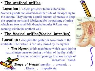 Anatomy Of Female Reproductive Organs Pptx