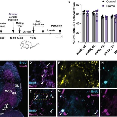 Subventricular Zone Svz Section Analysis A Panel Shows Brain Download Scientific Diagram
