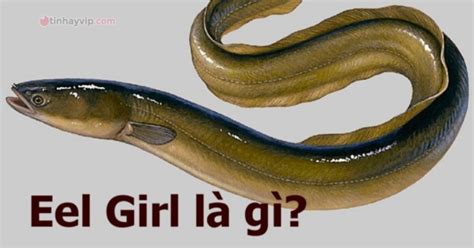 Eel Girl Là Gì Vì Sao Eel Girl Lại Gây ám ảnh Như Thế