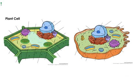 Parts Of A Cell Bbc Bitesize At Jose Orr Blog