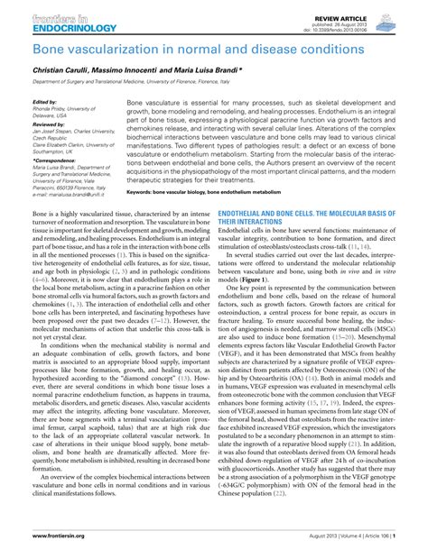 Pdf Bone Vascularization In Normal And Disease Conditions