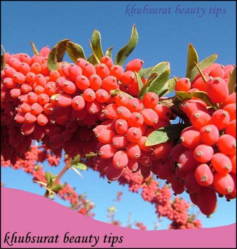 Khubsurat Beauty Tips Barberries Zereshk Zarshak Shireen Health Benefits