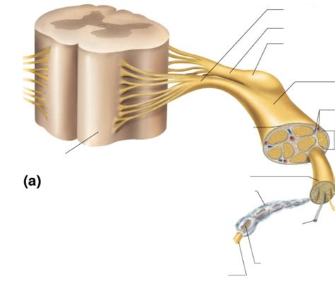 Spinal Cord Model Diagram Quizlet Spinal Cord Model Diagram Quizlet