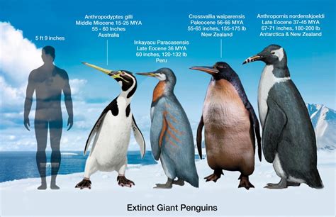 Incredible Giant Penguins Of The Past
