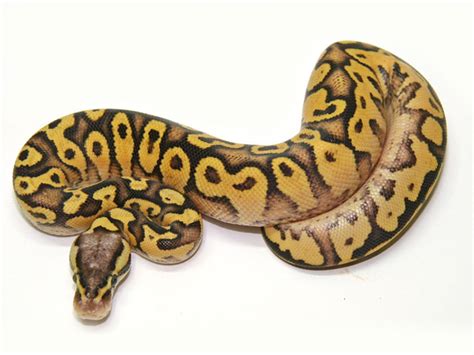 Morph List World Of Ball Pythons
