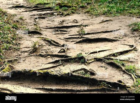 Tree Roots Growing Above Ground Hi Res Stock Photography And Images Alamy