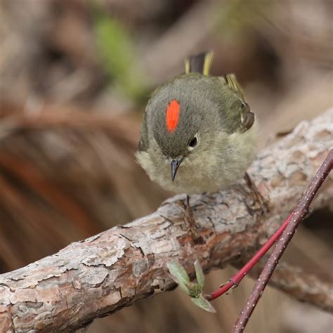 Ruby Crowned Kinglet Bird Species Profile Origin And Traits