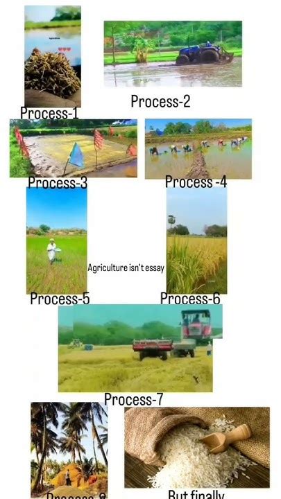 Farmering Also Java Codeing Farmer Life Shortvideos Viral Shorts