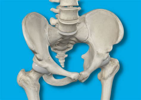 ️ Hueso Hioides Huesos Cuerpo Humano