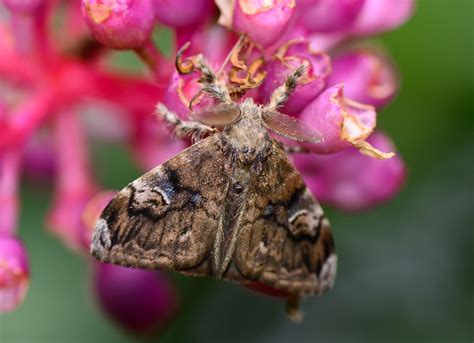 European Gypsy Moth