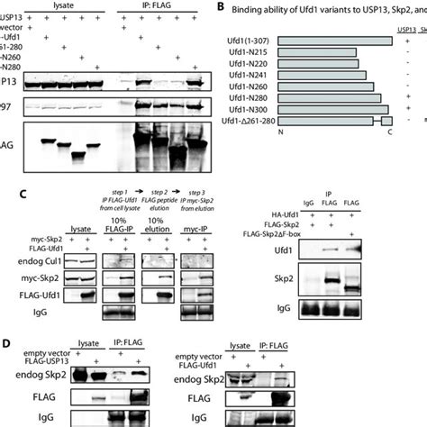 Mib Induces G1 Cell Cycle Arrest And Inhibition Of Cdk2 Activity A