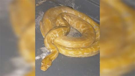 ¡tremendo Mirá El Pitón Albino Que Secuestraron De Una Casa De Plottier