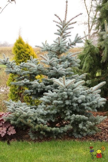 Picea Pungens Glauca Globosa Raunas Stādi