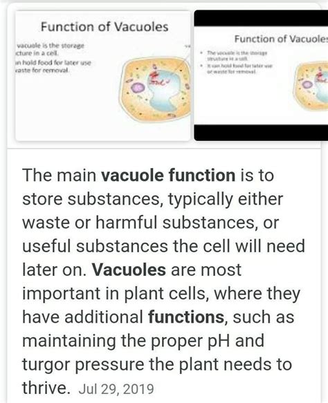 What Are The Functions Of Vacuoles