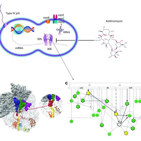 Azithromycin Action Pathway A Azithromycin Targets The Protein