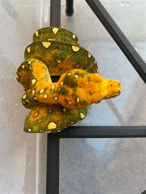 Fb Import Green Tree Python By Scale Select Morphmarket