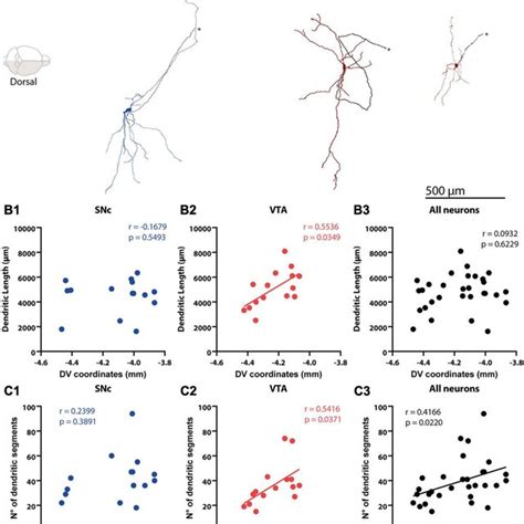 Reconstruction And Correlation Between Morphological Characteristics