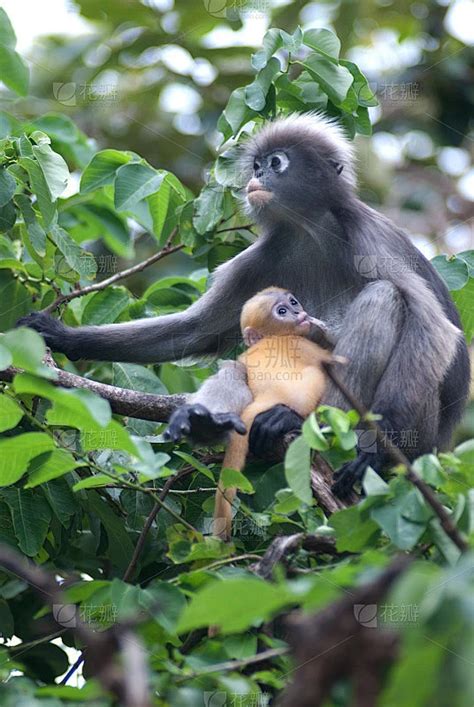 猴子妈妈和她的孩子长老会。素材 花瓣网