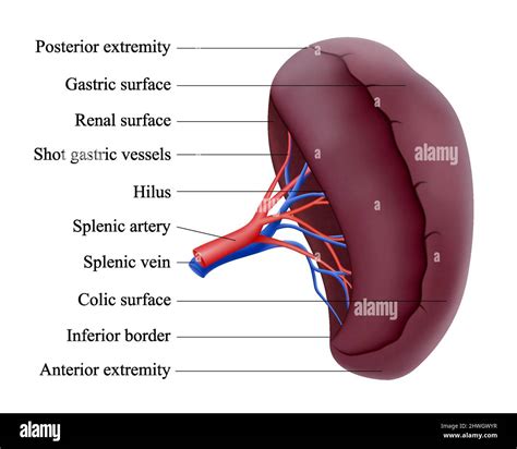 Anatomy Spleen