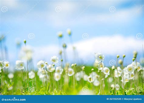 Anemonoides Nemorosa Bois Anemone Fleur De Vent Thimbleweet Odorat