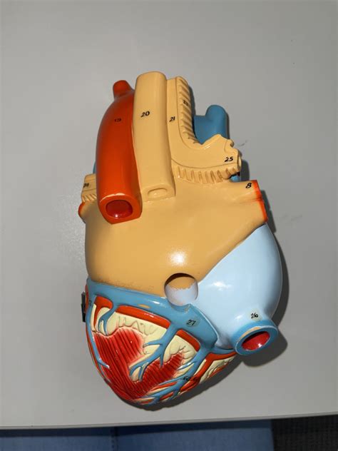Heart Model Diagram Quizlet