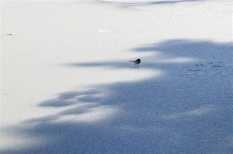 兼六園（冬）｜写真ダウンロード｜【公式】石川県の観光旅行サイト「ほっと石川旅ねっと」