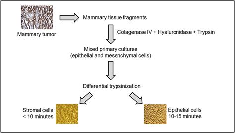 Scheme Of Culture Method Schematic Illustration Of The Method Of