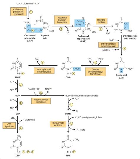 32 Nitrogen Nucleotide Metabolism Basicmedical Key