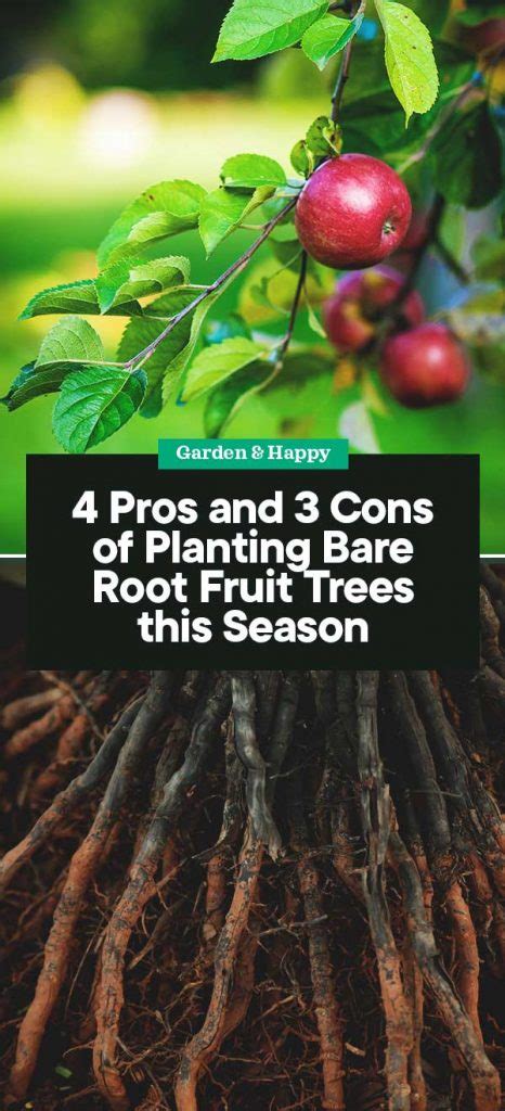4 Pros And 3 Cons Of Planting Bare Root Fruit Trees Garden And Happy
