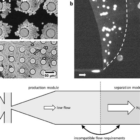 efficiency of the density based separation technique a purity of