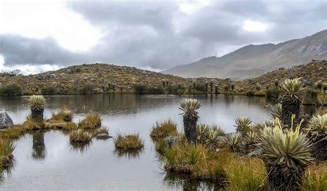 25 Ideas De Paramo Paramo Frailejon Tatuajes Indigenas