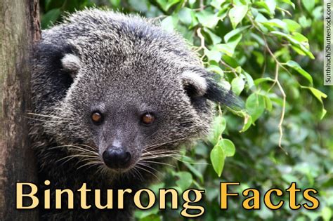 Binturong Facts Pictures What Is A Binturong Mvfg