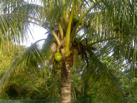 Populer 37 Pokok Kelapa Pemandangan Pantai