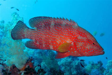 Ilmuwan Berhasil Pecahkan “bahasa” Ikan Kerapu Seperti Apa