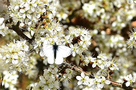 Luonto Perhonen Gonepteryx Rhamni Ilmainen Valokuva Pixabayssa Pixabay