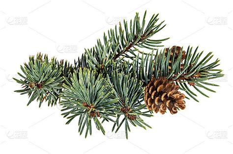 冷杉树孤立在白色素材 花瓣网