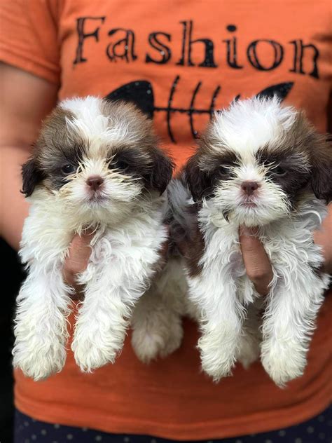 Meet Lilo And Stitch Scrolller