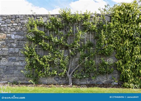 Fruit Trees Grown On Trellis At Camille Martinez Blog